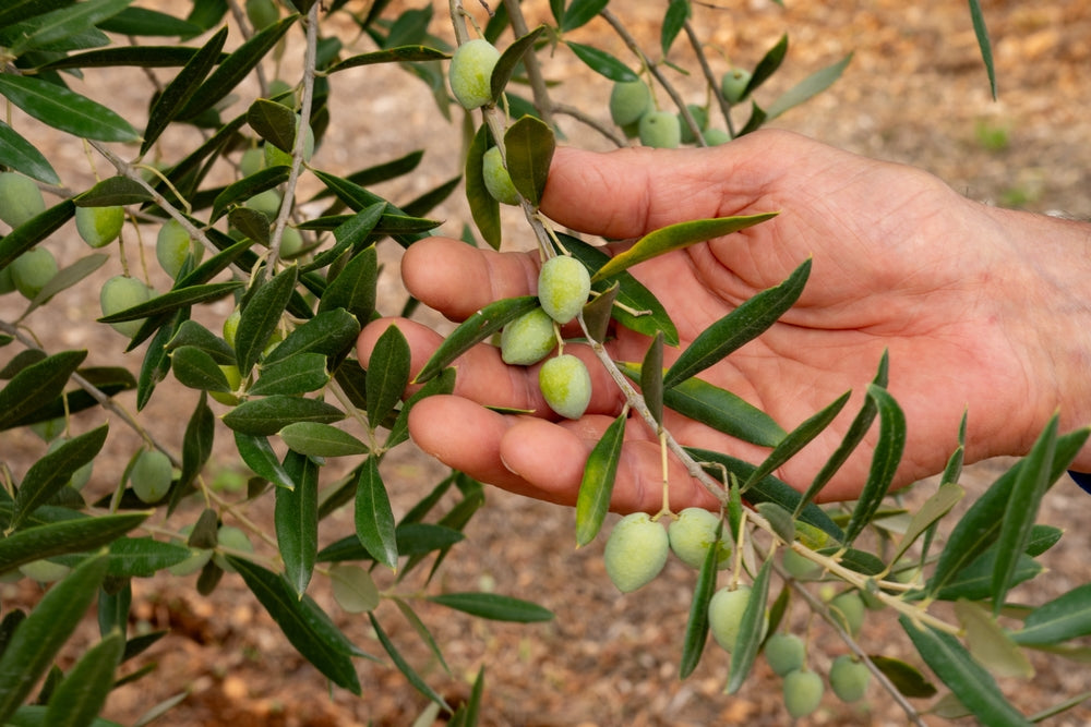 Why Freshness Defines Authentic Olive Oil – O-Liv